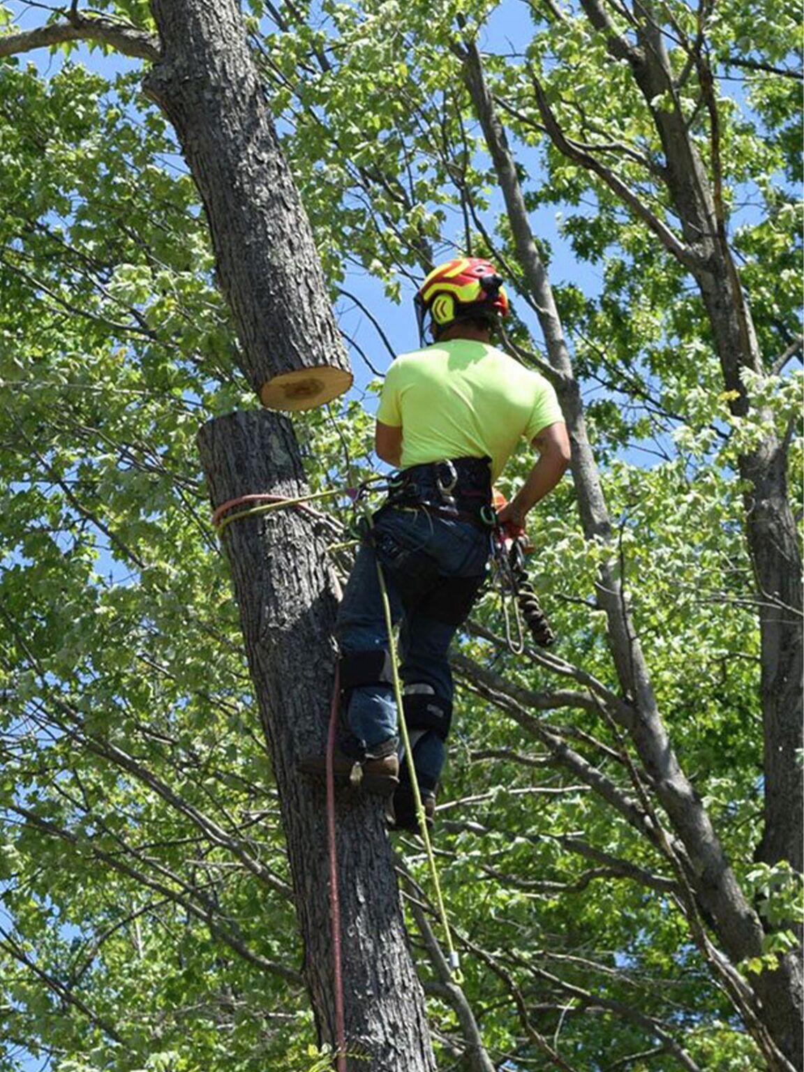 Tree Felling Midrand | Professional Midrand Tree Felling