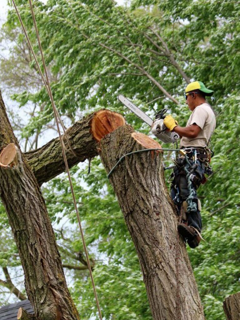 Tree Felling Midrand | Professional Midrand Tree Felling