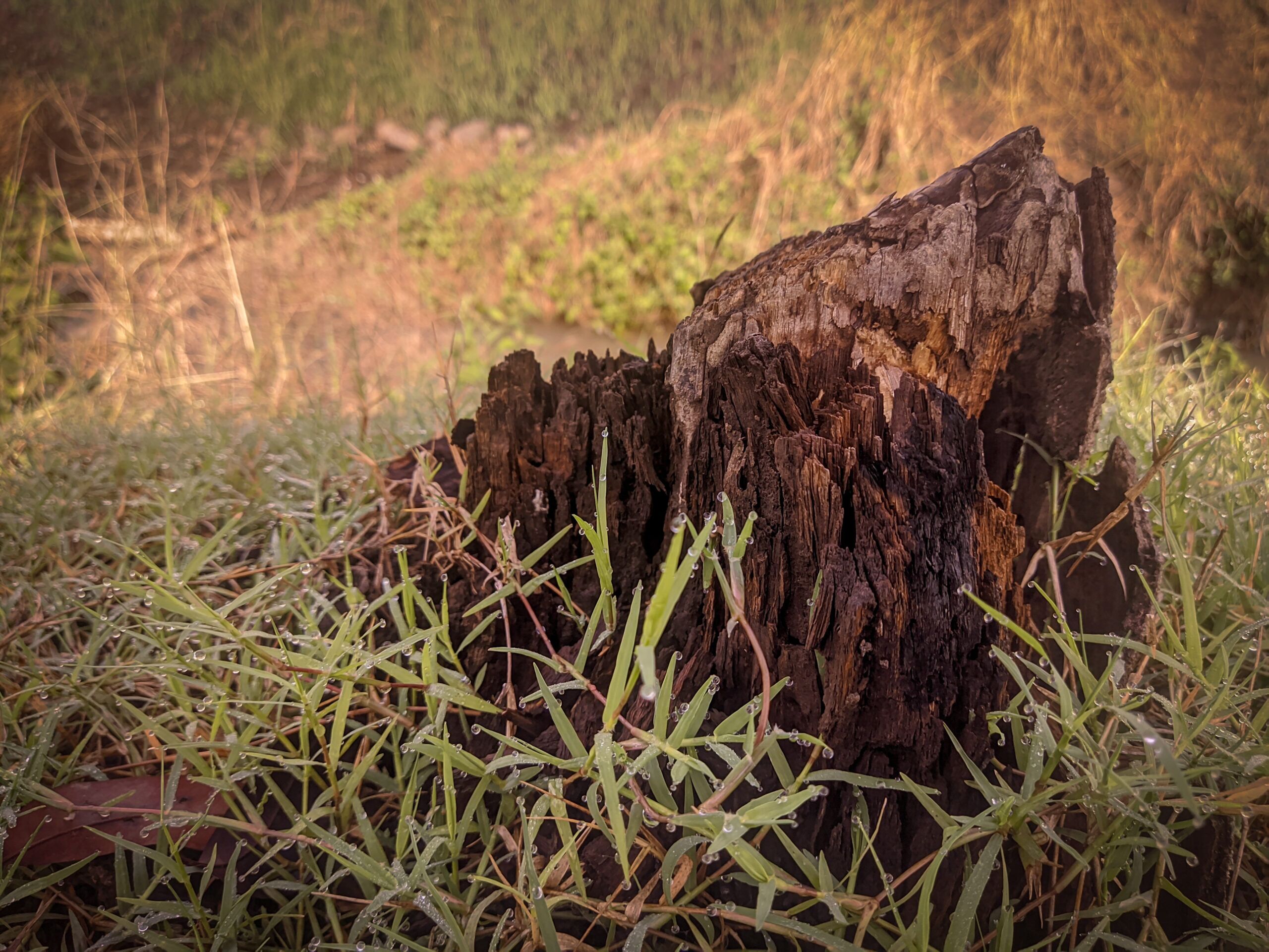 Tree Felling Midrand | Professional Midrand Tree Felling